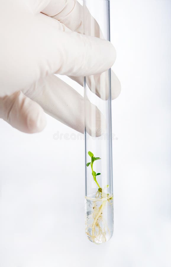 Laboratory Analysis of Plant Stock Image - Image of biology, botany ...
