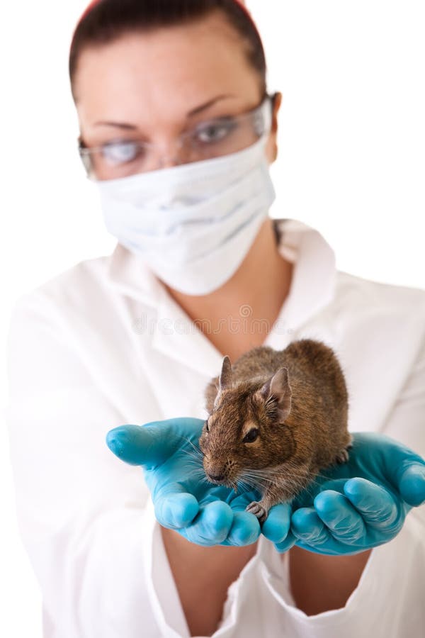 Scientist with Syringe and Guinea Pig in Chemical Laboratory, Closeup ...
