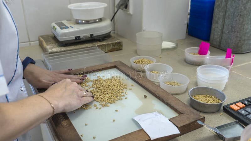 Laboratory Assistant in a Food Quality Laboratory. Barley Quality Check ...