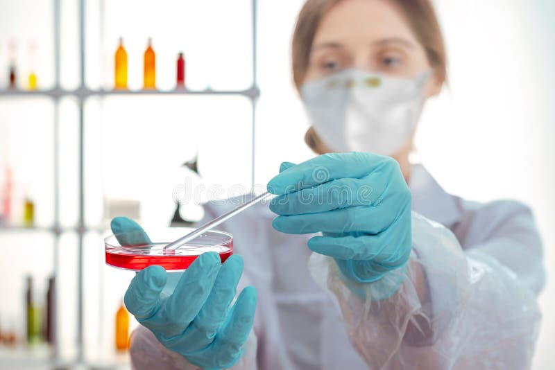 The Laboratory Assistant Makes Bacteriological Inoculation in a Petri ...