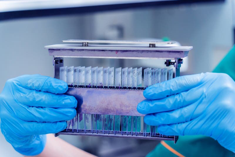 Laboratory Assistant Works with Automatic Multi Slides Stainer at the ...