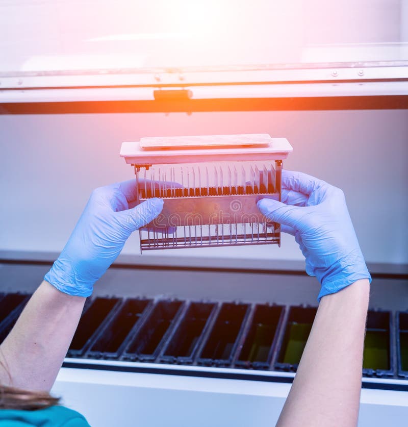 Laboratory Assistant Works with Automatic Multi Slides Stainer at the ...