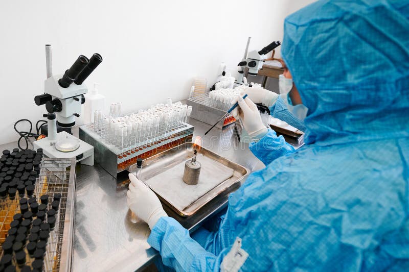 Laboratory Assistant Works on Creating Bacterial Culture Stock Photo ...