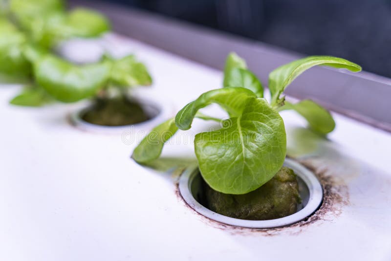 Laboratory Biology Experiments with Green Plant, Educational Science ...