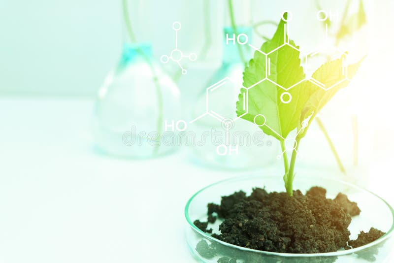 Laboratory Biology Experiments with Green Plants, Science Experiment ...