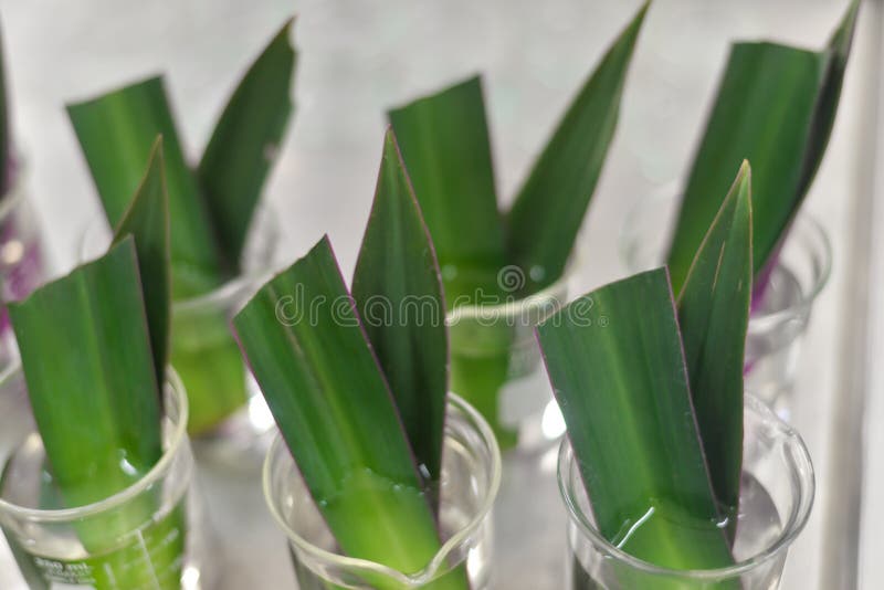 Laboratory Biology Experiments with Green Plants, Science Experiment ...