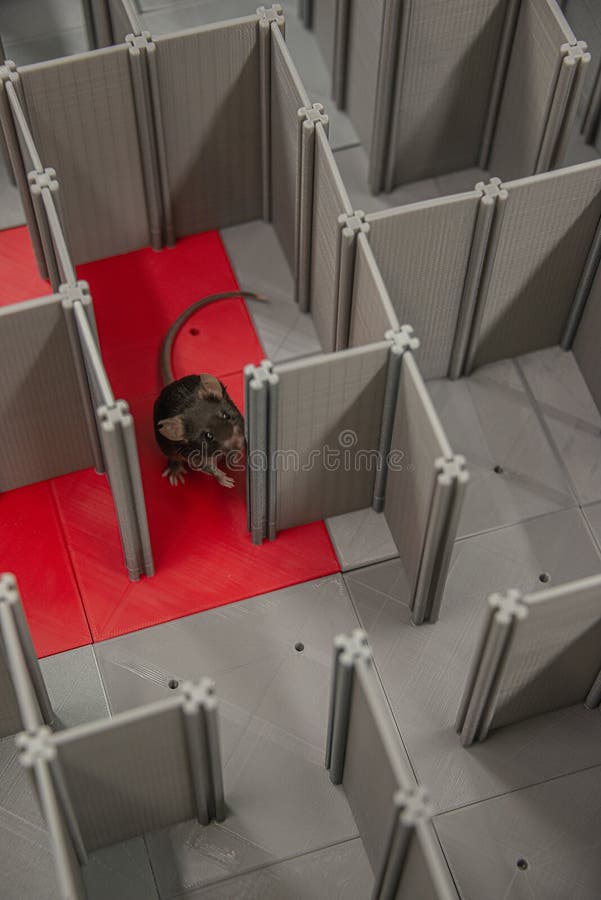 Laboratory Black Mouse is Navigating in a Plastic Labyrinth in Lab ...