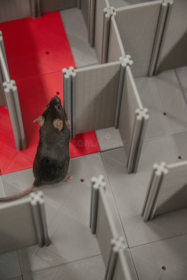 Laboratory Black Mouse is Navigating in a Plastic Labyrinth in Lab ...