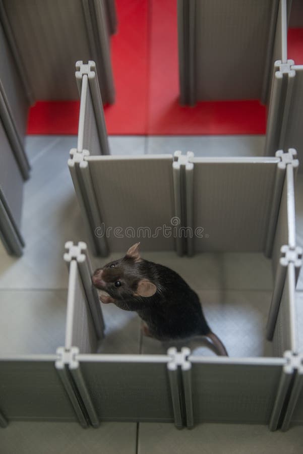 Laboratory Mouse is Running in a Labyrinth in Lab Experiments To Study ...