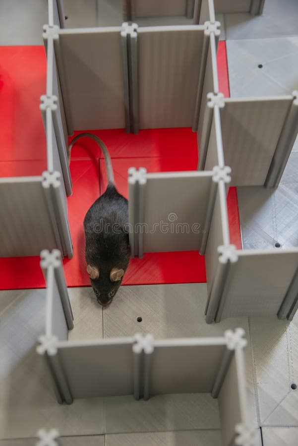 Laboratory Black Mouse is Navigating in a Plastic Labyrinth in Lab ...