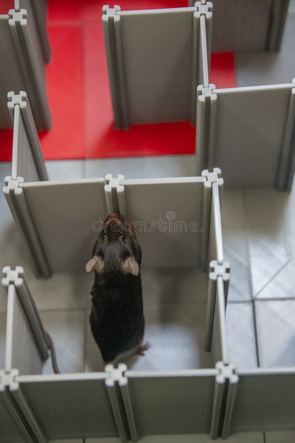 Laboratory Mouse is Running in a Labyrinth in Lab Experiments To Study ...