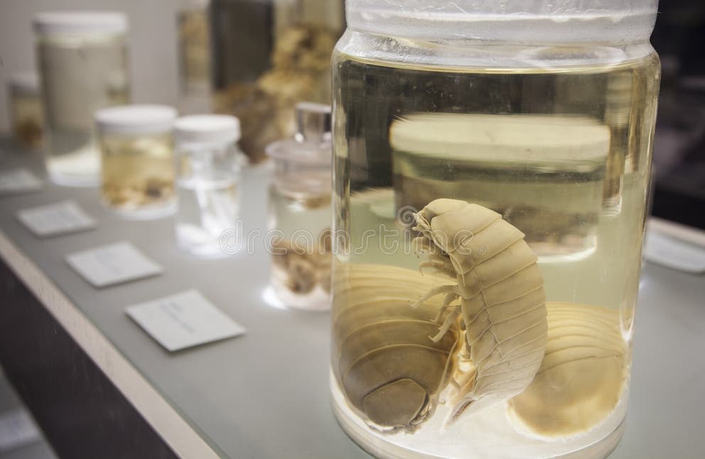 Laboratory editorial photo. Image of specimen, medicine - 47902596