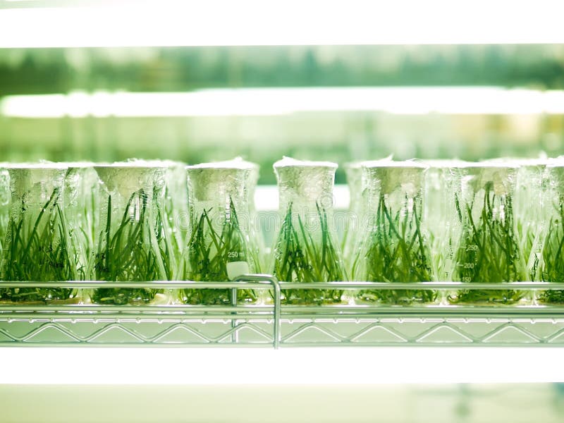 Laboratory Culture stock photo. Image of science, intervention - 3828464