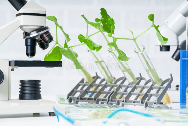 Laboratory Exploring New Methods of Plant Breeding Stock Photo - Image ...