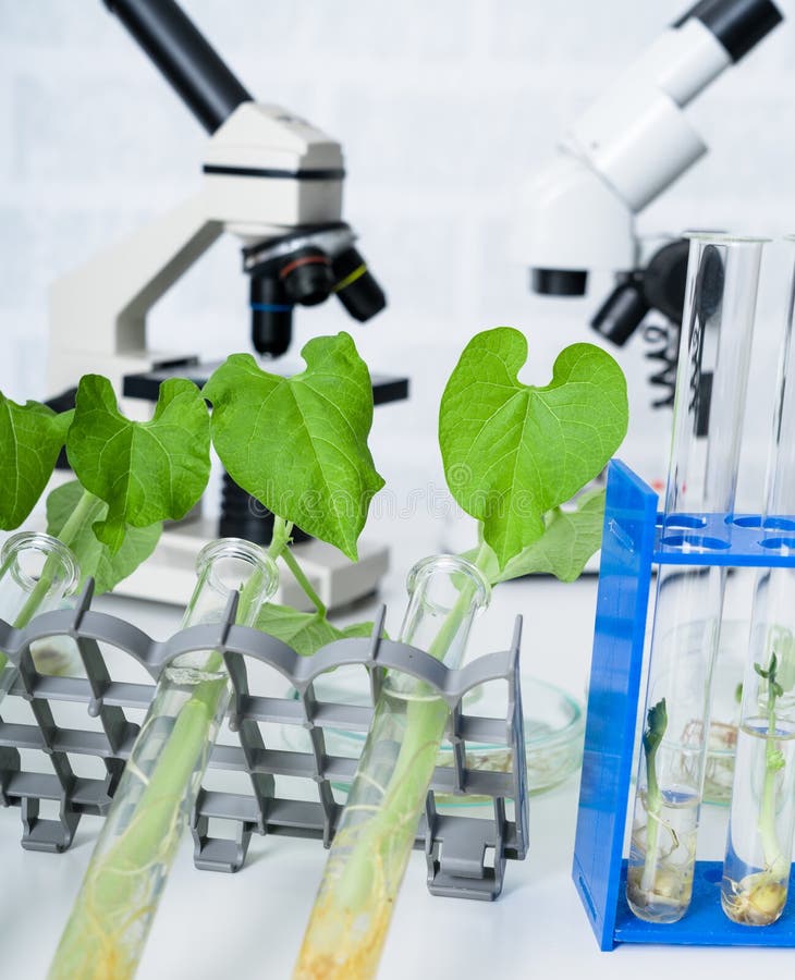 Laboratory Exploring New Methods of Plant Breeding Stock Photo - Image ...