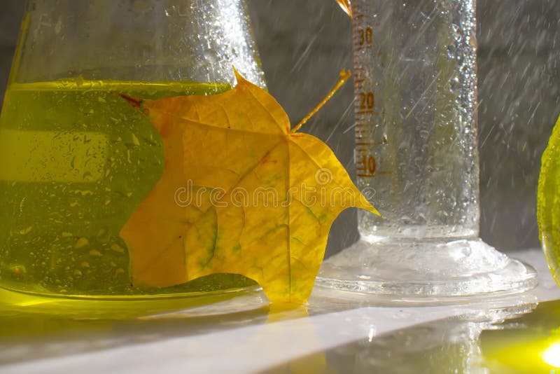 Laboratory Flask Autumn Leaf Glassware a Light Background Stock Photo ...