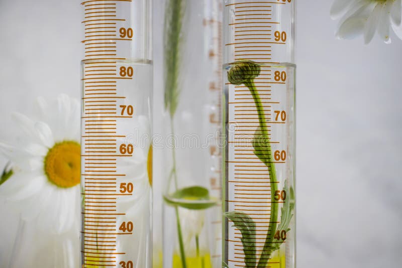Laboratory Flask Chamomile Flower Solution Extract Botany on a Light ...