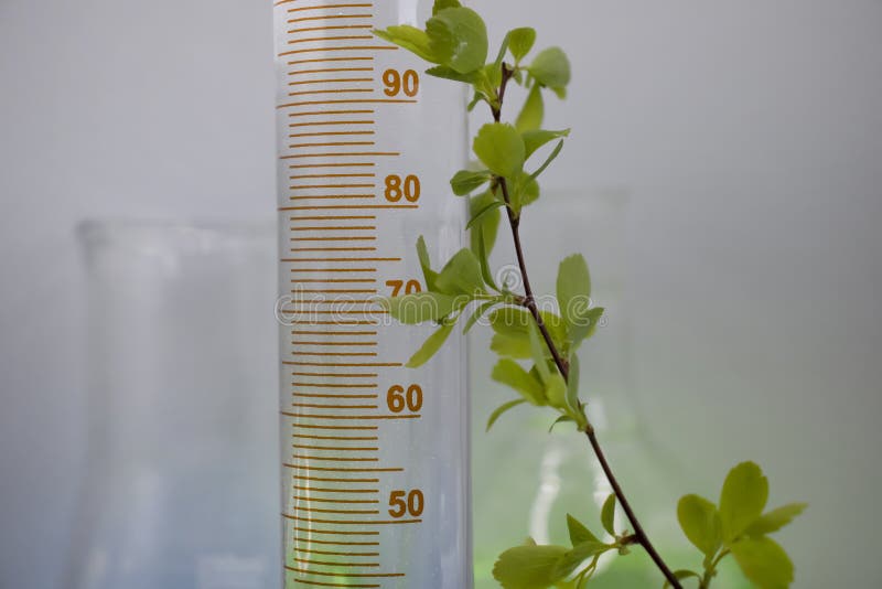 348 Botany Flower Analysis Stock Photos - Free & Royalty-Free Stock ...