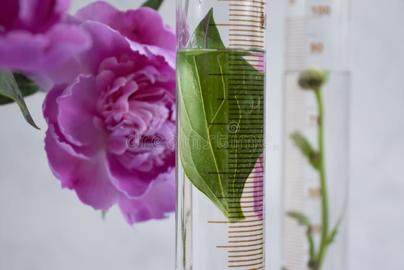 Laboratory Flask Flower on a Light Background Technology Stock Photo ...