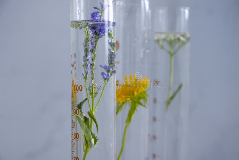 Laboratory Flask, Flower on a Light Background Stock Photo - Image of ...