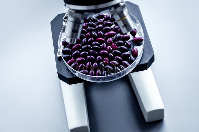 Laboratory for Food Analysis. Red Beans Under the Microscope on Grey ...