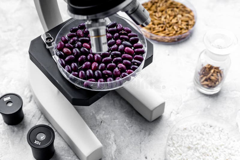 Laboratory for Food Analysis. Red Beans Under the Microscope on Grey ...