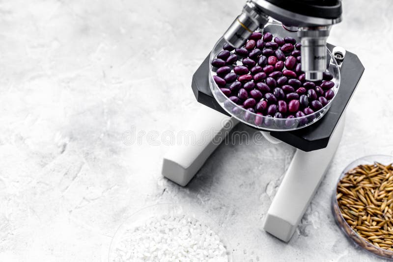 Laboratory for Food Analysis. Red Beans Under the Microscope on Grey ...