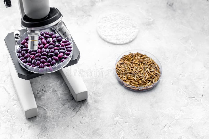 Laboratory for Food Analysis. Red Beans Under the Microscope on Grey ...