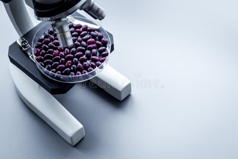 Laboratory For Food Analysis. Rice Under The Microscope On Grey ...