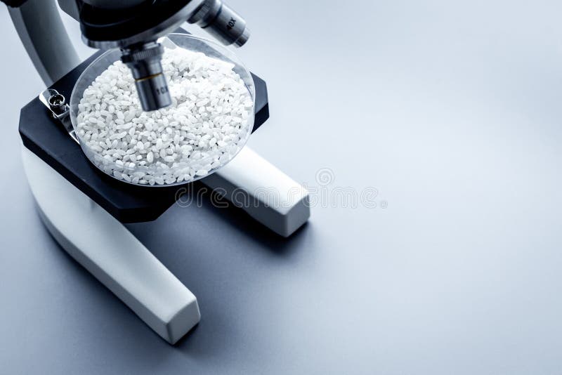 Laboratory for Food Analysis. Rice Under the Microscope on Grey ...