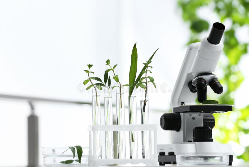 Laboratory Glassware with Different Plants and Microscope on Table ...