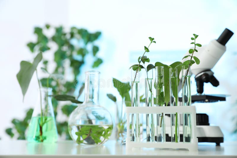 Laboratory Glassware with Plants and Microscope on Table, Space for ...