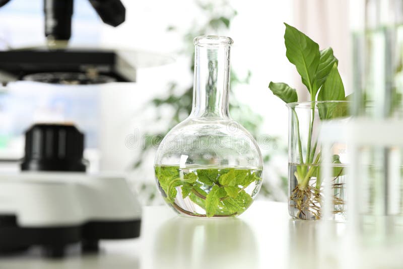 Laboratory Glassware with Plants on Table. Stock Photo - Image of ...