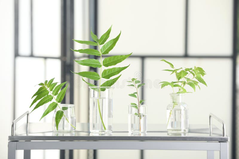 Laboratory Glassware with Plants on Metal Table Stock Image - Image of ...
