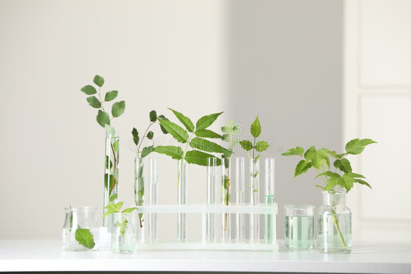 Laboratory Glassware with Plants on White Table Stock Image - Image of ...