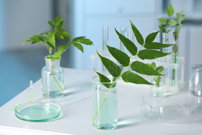 Laboratory Glassware with Plants on White Table Stock Photo - Image of ...