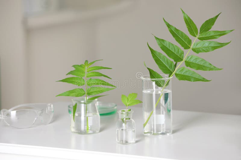 Laboratory Glassware with Plants on White Table Stock Image - Image of ...