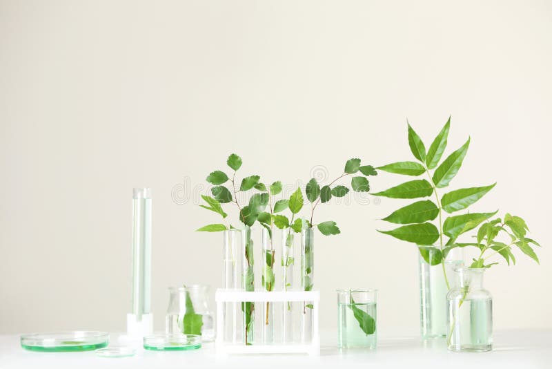 Laboratory Glassware with Plants on White Table Stock Photo - Image of ...