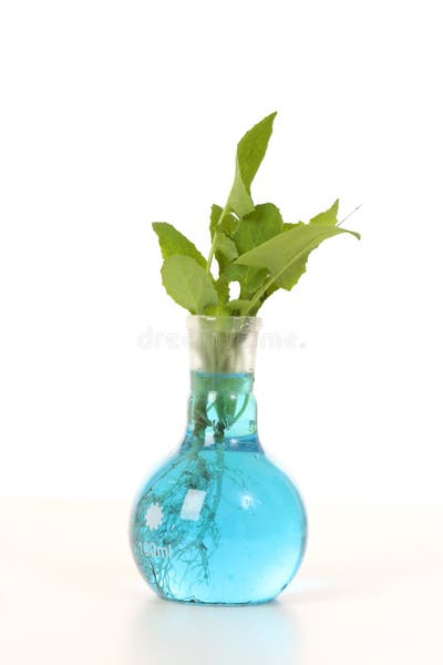 Laboratory grown plant stock photo. Image of laboratory - 6640424
