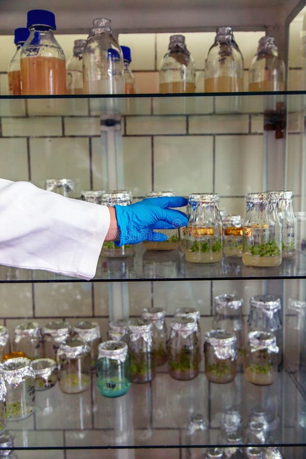 Laboratory Jars with Plants. Selective Focus Stock Photo - Image of ...