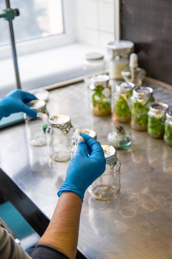 Laboratory Jars with Plants. Selective Focus Stock Image - Image of ...