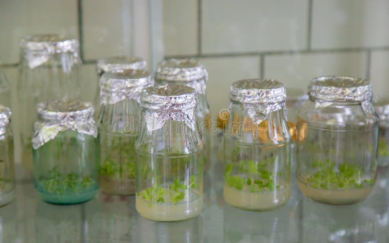 Laboratory Jars with Plants. Selective Focus Stock Image - Image of ...