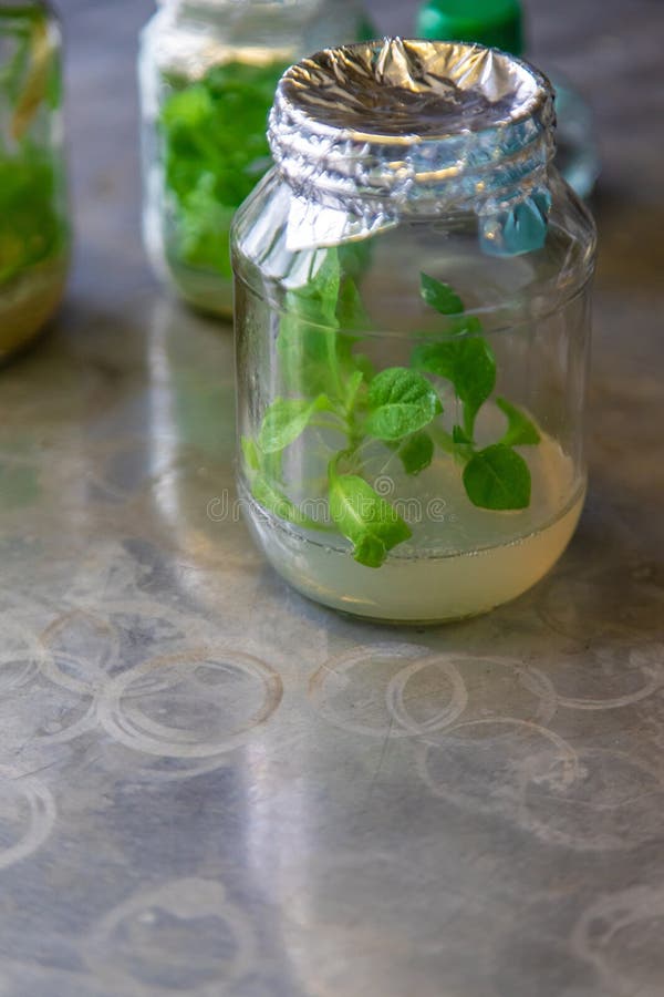 Laboratory Jars with Plants. Selective Focus Stock Photo - Image of ...