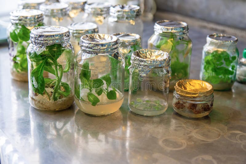 Laboratory Jars with Plants. Selective Focus Stock Image - Image of ...