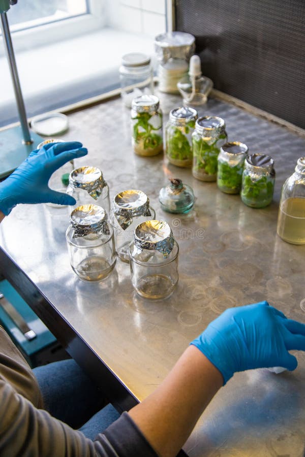 Laboratory Jars with Plants. Selective Focus Stock Image - Image of ...