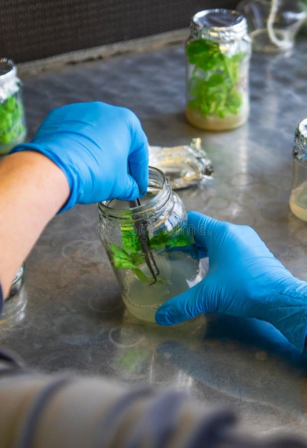 Laboratory Jars with Plants. Selective Focus Stock Photo - Image of ...