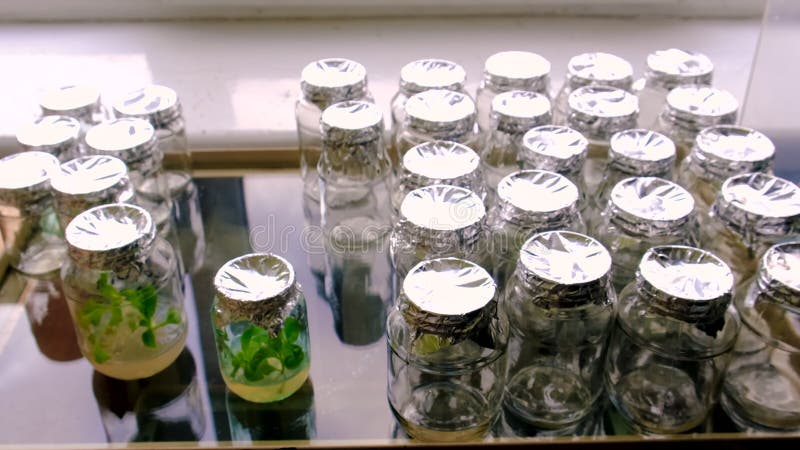 Laboratory Jars with Plants. Selective Focus Stock Footage - Video of ...