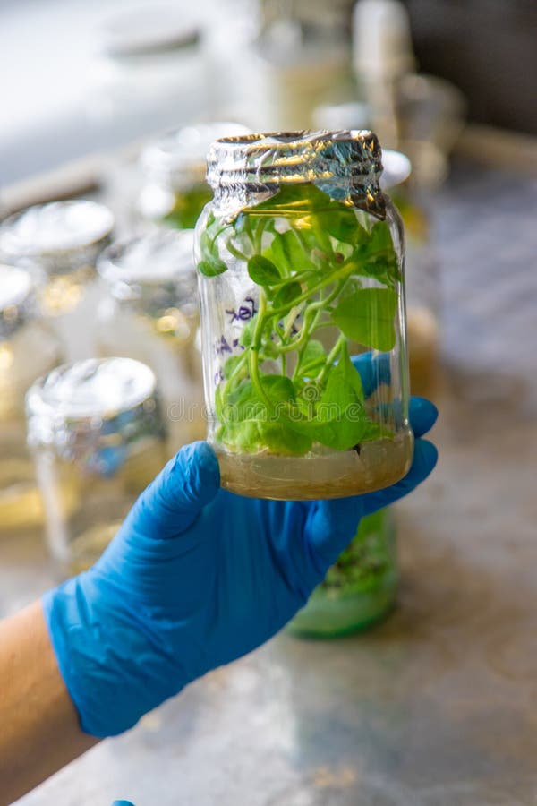 Laboratory Jars with Plants. Selective Focus Stock Photo - Image of ...