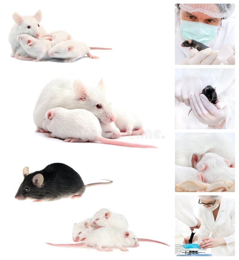 White Laboratory Mice: Mother with Pups; Isolated Stock Image - Image ...