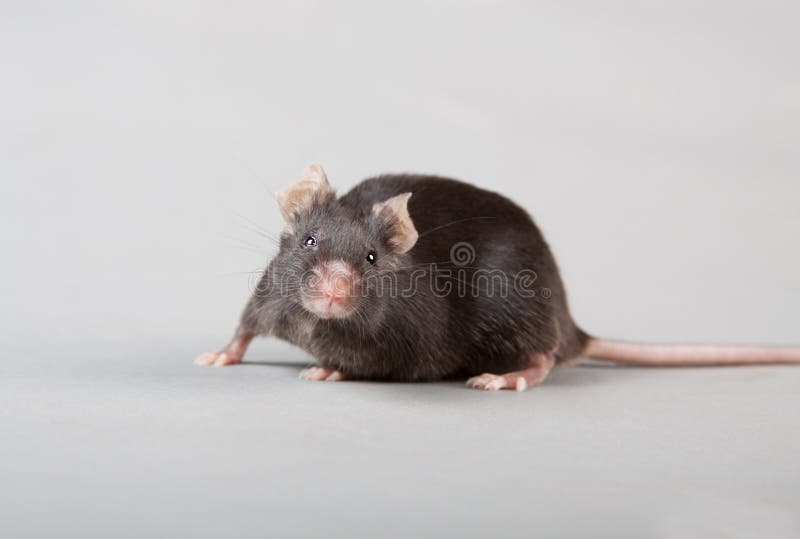 Rex mouse with curly coat stock image. Image of funny - 17373571